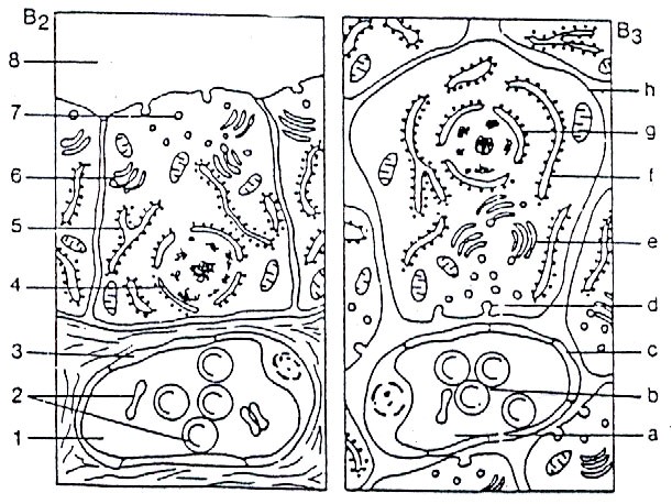 FedaPay - LE GUIDE D'ANNOTATION D'UNE CELLULE
